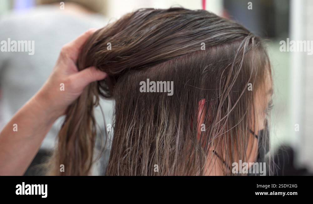the hairdresser's hands separate part of the wet long hair on the head ...