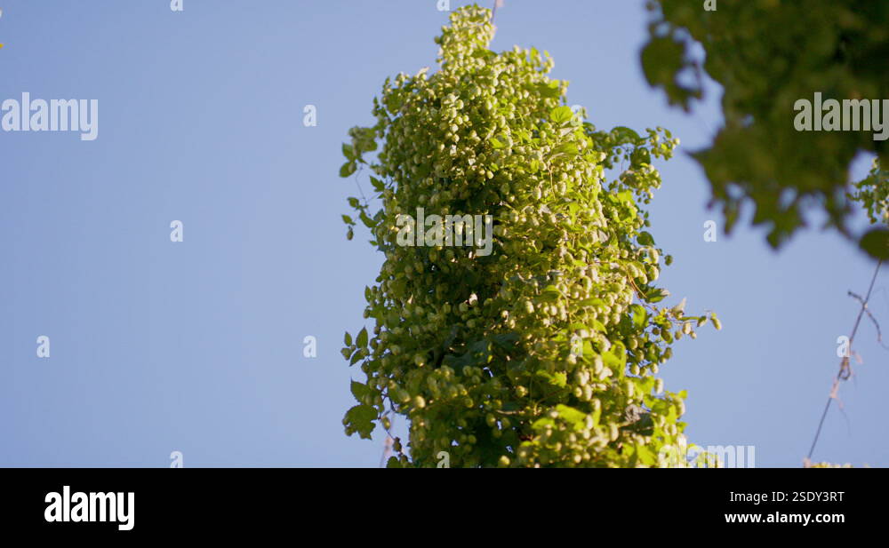 Green hops field. Fully grown hop bines. Hops field in Bavaria Germany ...