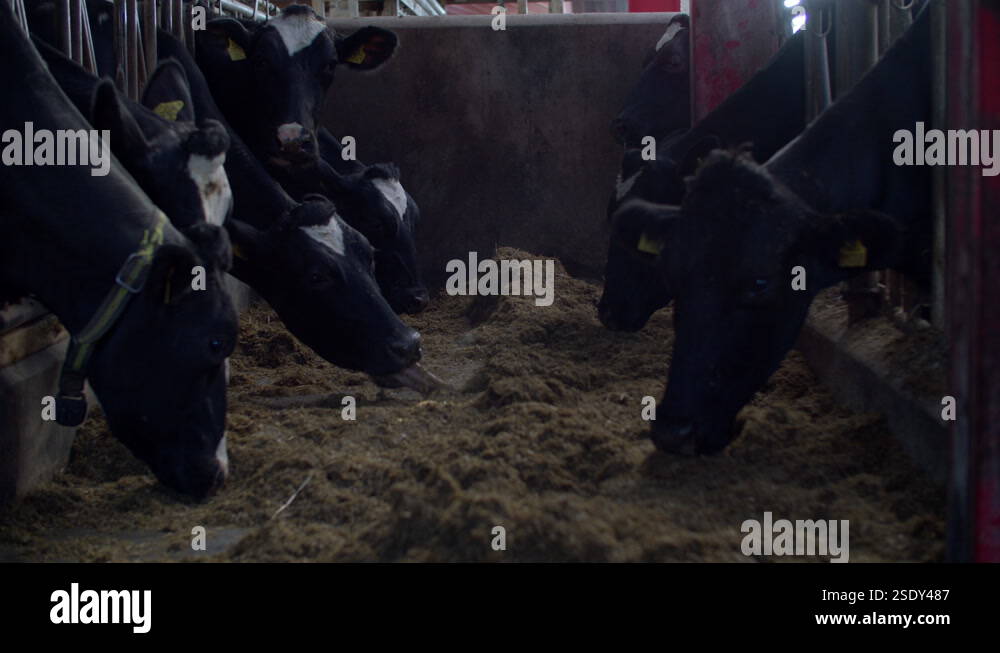 Dairy cows feeding in a free livestock stall Stock Video Footage - Alamy