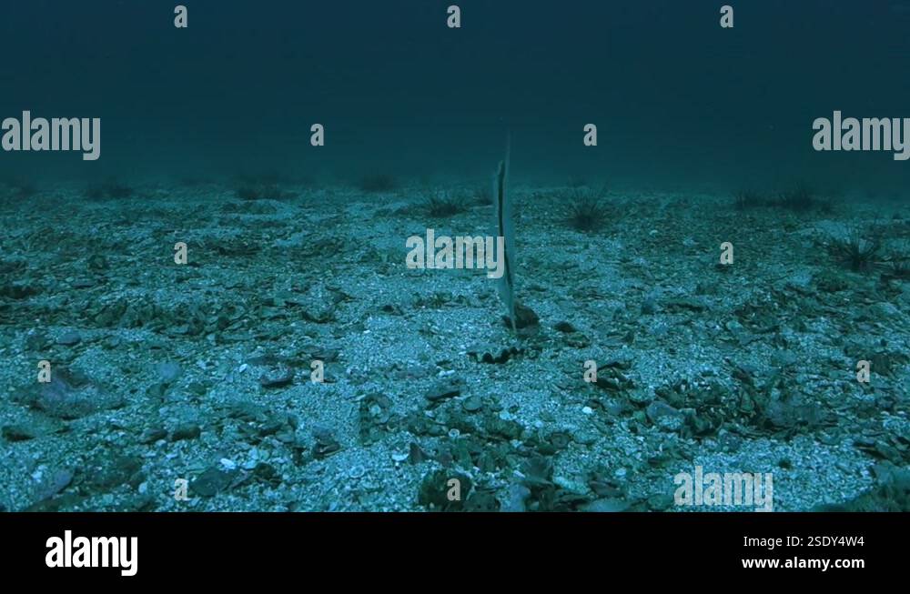 Single Adult Razorfish Shrimpfish Swims near Urchins in Open Ocean ...