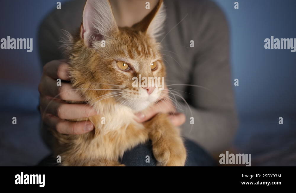 Beautiful large Maine Coon cat sits on lap of man. Male hands tickle ...