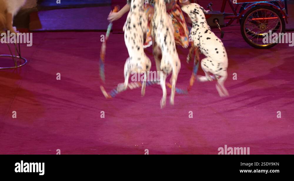 Dog trainer is jumping rope with three adorable dalmatian dogs, 4k ...
