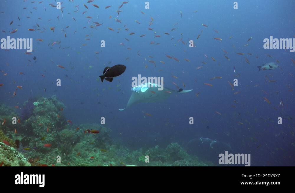 Two manta rays swimming along a coral reef in Raja Ampat with blue ...