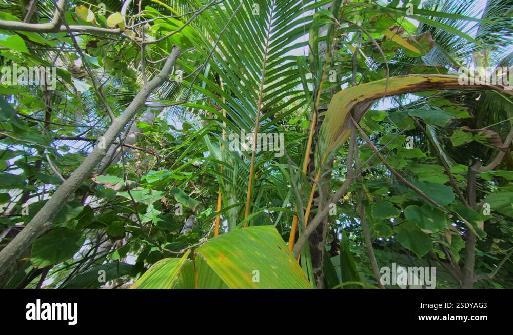 Plants on beach, Sangeli Island, Kaafu Atoll, Maldives Stock Video ...