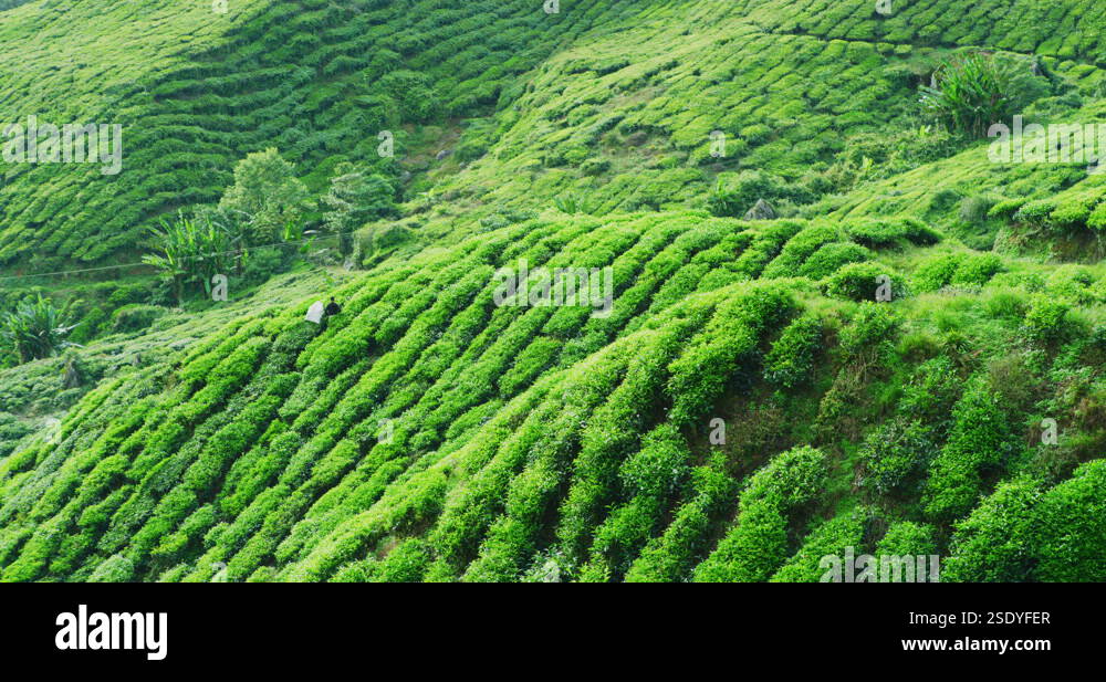 Workers Harvesting Tea at BOH Tea Plantation in The Cameron Highlands ...