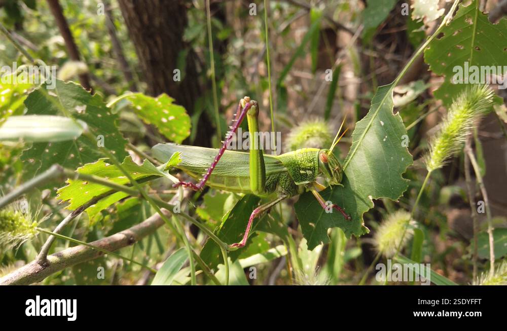 Grasshopper eating leaf Stock Videos & Footage - HD and 4K Video Clips ...
