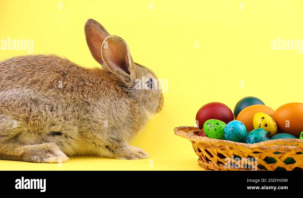 little brown fluffy bunny sitting on a pastel yellow background with a ...