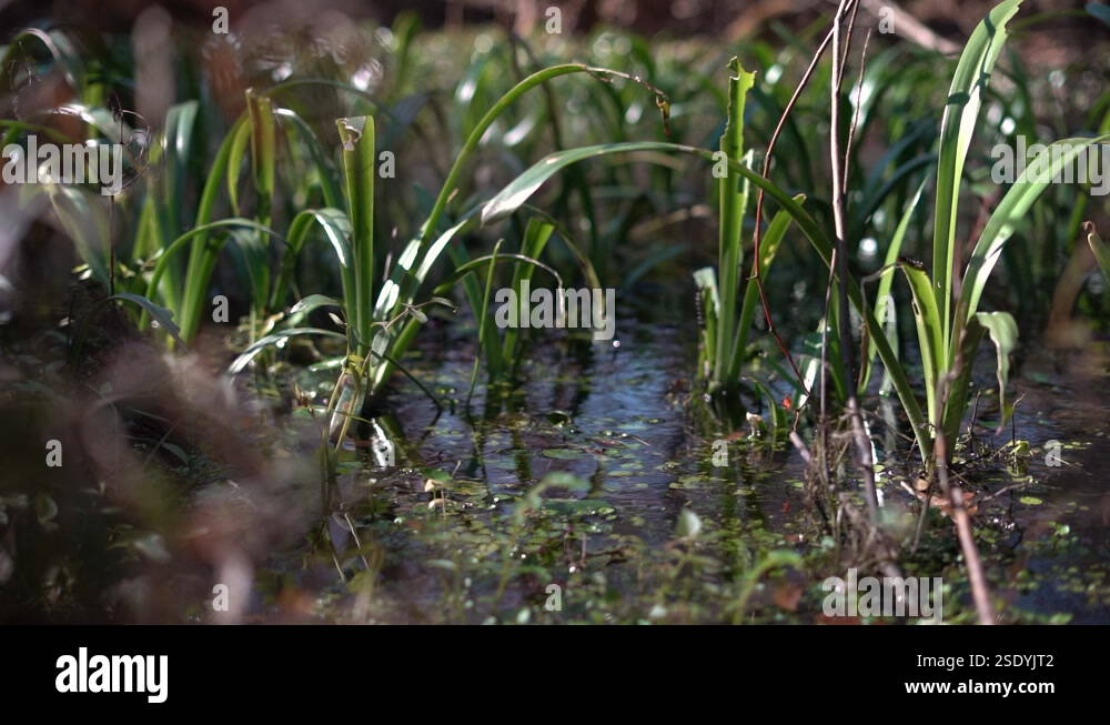 Plants and grasses growing in a shallow flooded or marsh field in a ...