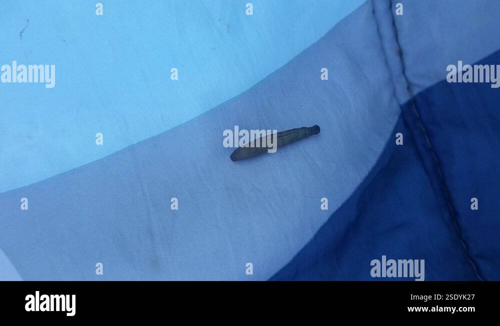 Crawling Insect Stock Video Footage - Alamy