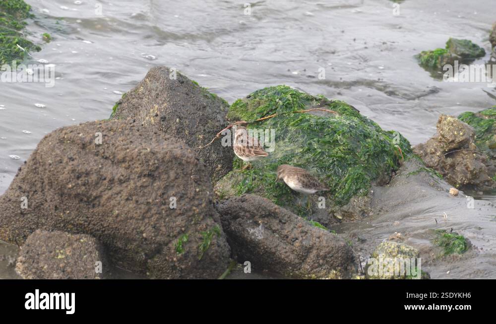 Sand piper shore birds foraging for food along the rocky seashores of ...