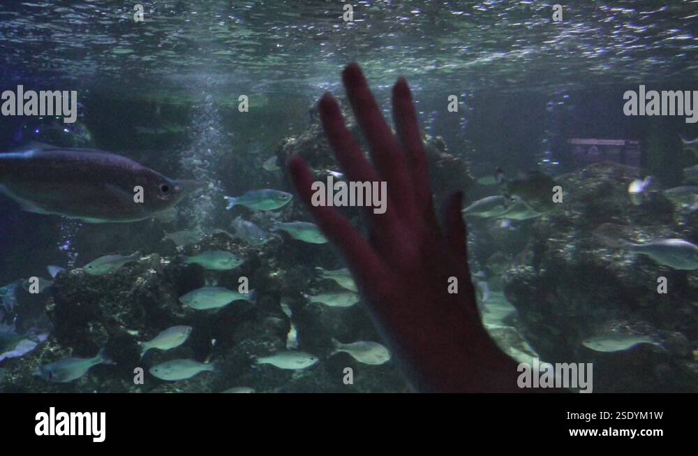 Pressed fish Stock Videos & Footage - HD and 4K Video Clips - Alamy