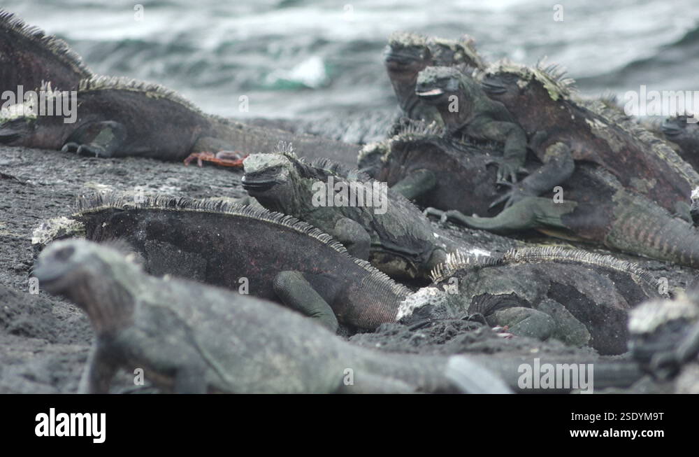 Marine Iguana Walking Among Pile of Iguanas on Rocky Shore of ...