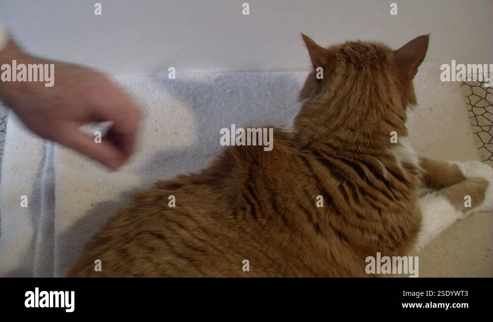 Pulling up the scruff on a cat in preparation for an insulin shot Stock ...