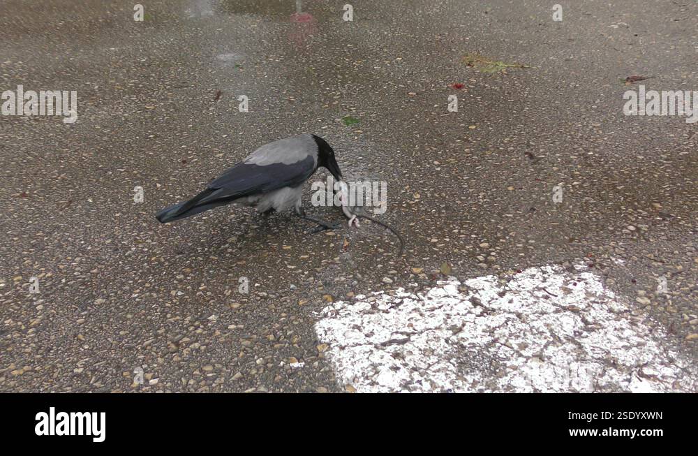 Rat hunt Stock Videos & Footage - HD and 4K Video Clips - Alamy