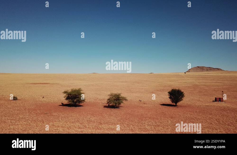 Namibia Kalahari Desert in Africa. Aerial Drone Shot. Springbok Gazelle ...