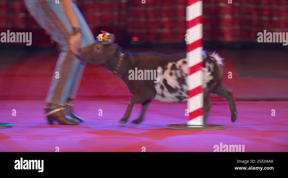 Cute goat is running around the obstacles on circus stage, animal show ...