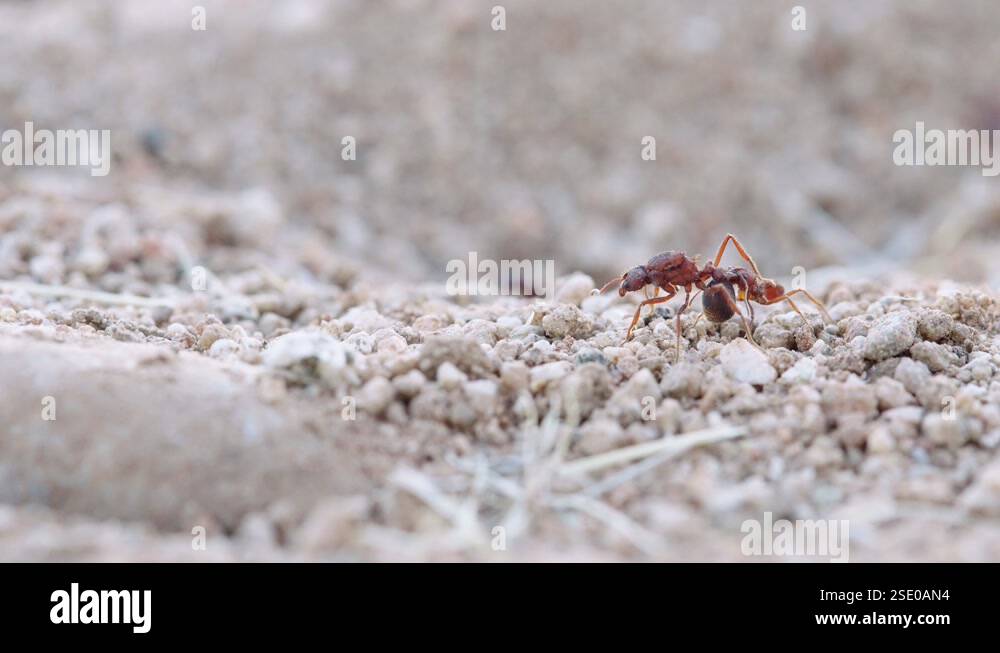 Leafcutter ant major pulling mated delate queen toward nest opening ...