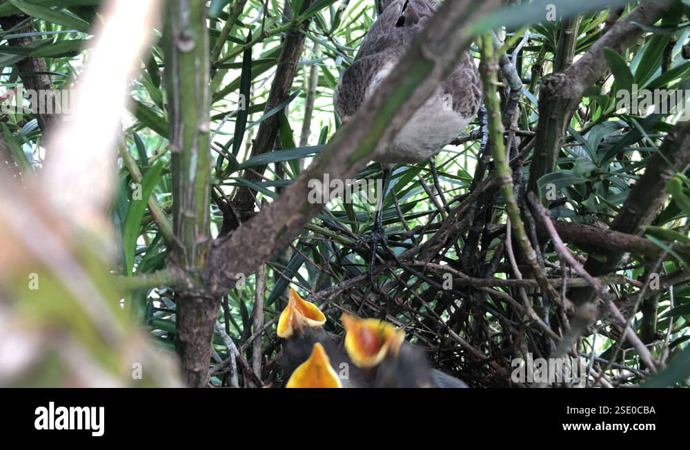 Hungry Hatchlings Of A Chalk-browed Mockingbird On Nest Open Mouth For ...