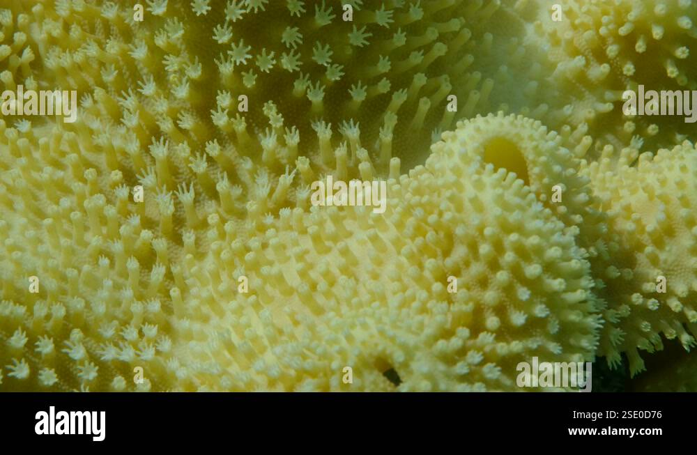 Details of the soft coral polips. Extreme close-up of the soft coral ...