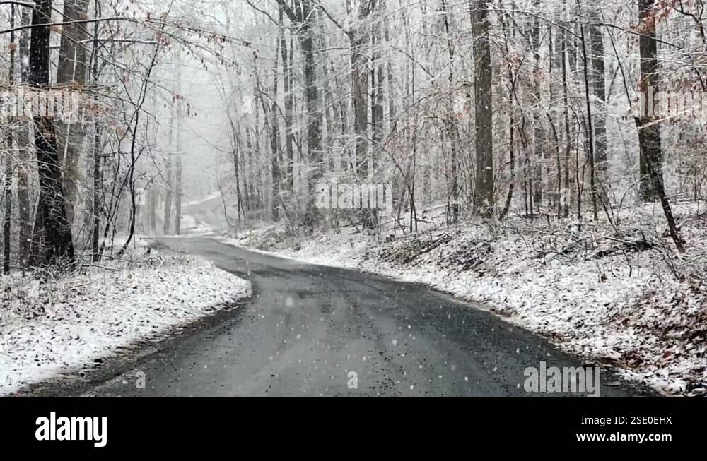 A slow motion video of snow falling on a dirt road in the forest in the ...