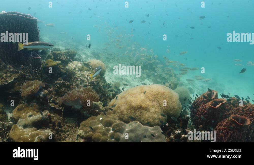 School Juvenile Reef Fish Dart Hide Shelter from Coral Reef Predators ...
