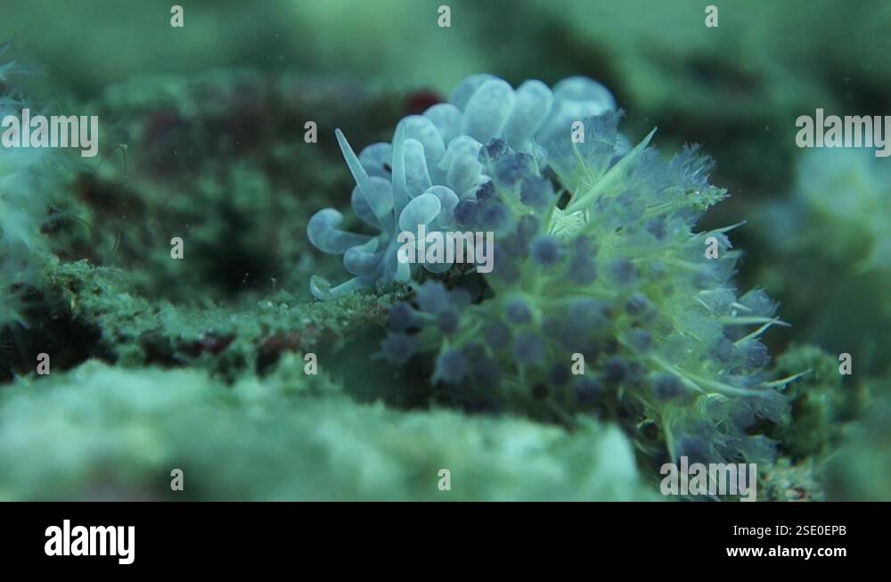 Odd Beautiful Phyllodesmium Magnum Nudibranch Rests near Soft Corals ...