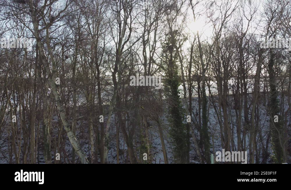 Rise up over dark winter dense treeline looking over to snow filled ...