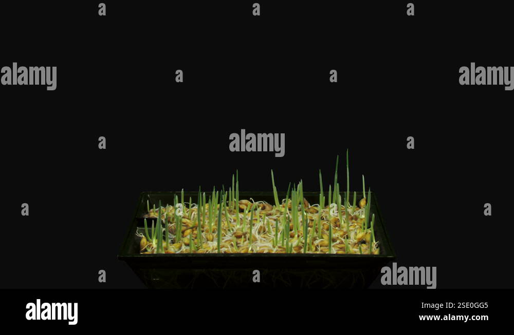 Time-lapse of germinating barley seeds in RGB + ALPHA matte format, 4K ...