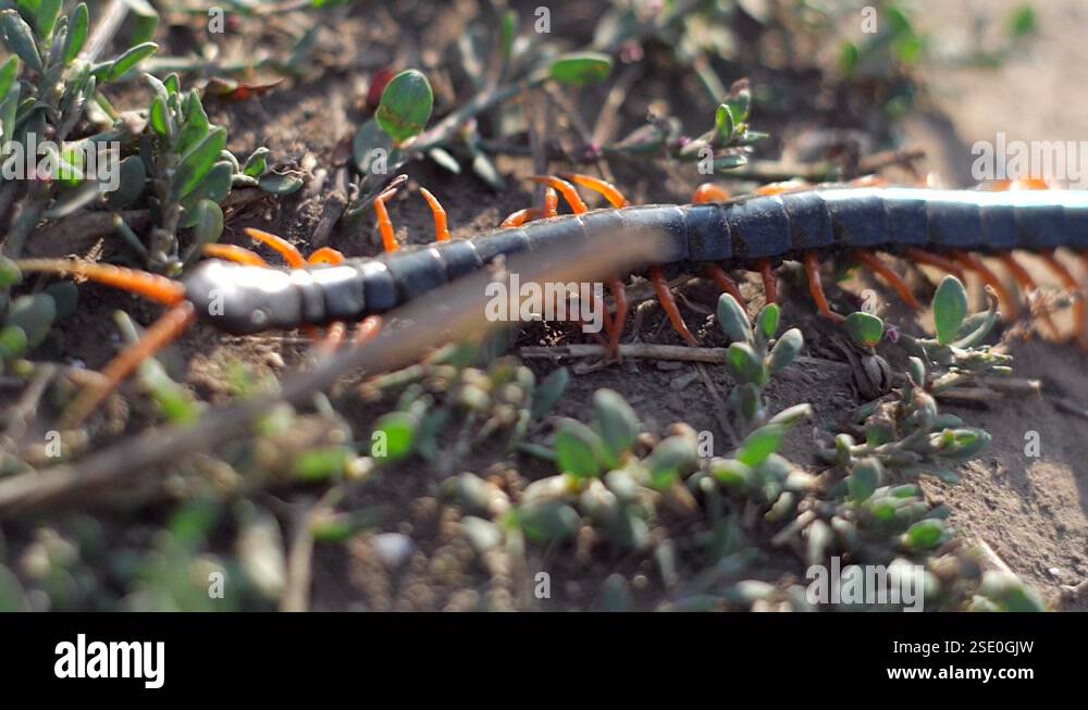 scolopendra centipede in the wild Stock Video Footage - Alamy
