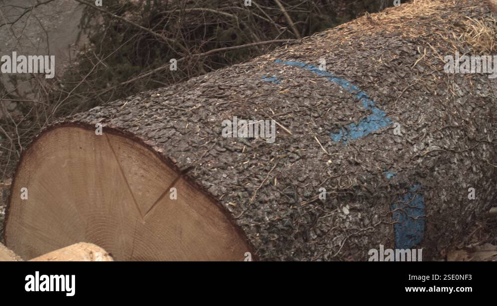 large pine tree felled in a forest in the Italian Alps 4k slow motion ...
