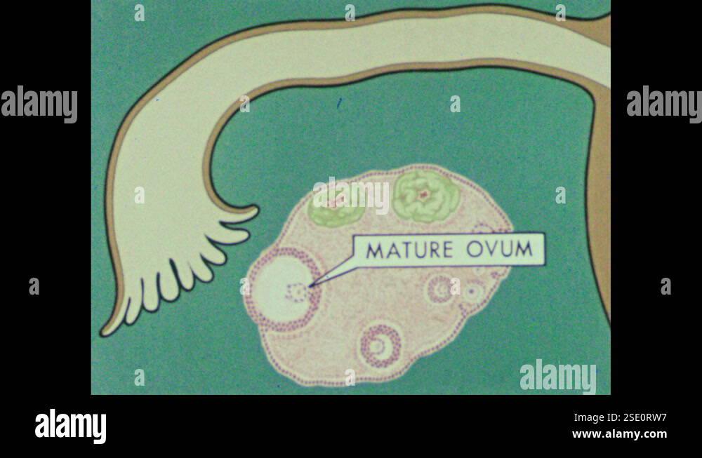 1950s: Close-up of ovary. Ovum moves through fallopian tube Stock Video ...