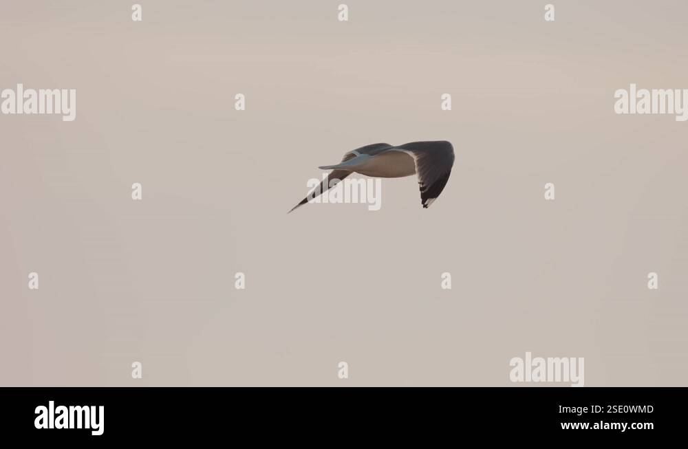 Single common sea mew flying around in soft light scavenging for food ...