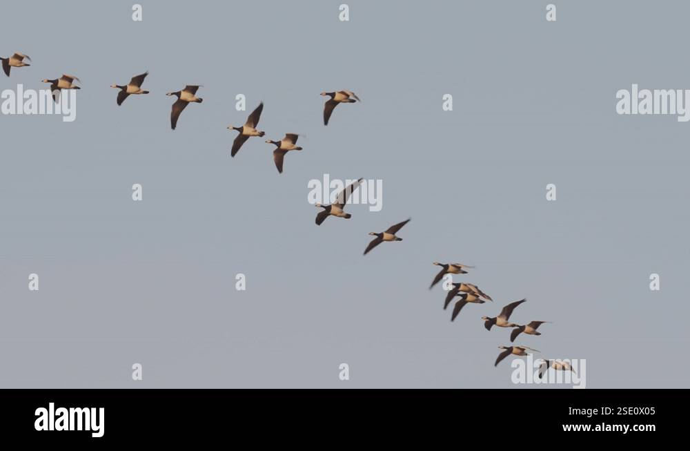 Flock of Migratory Canadian Geese (Branta canadensis) flying overhead ...