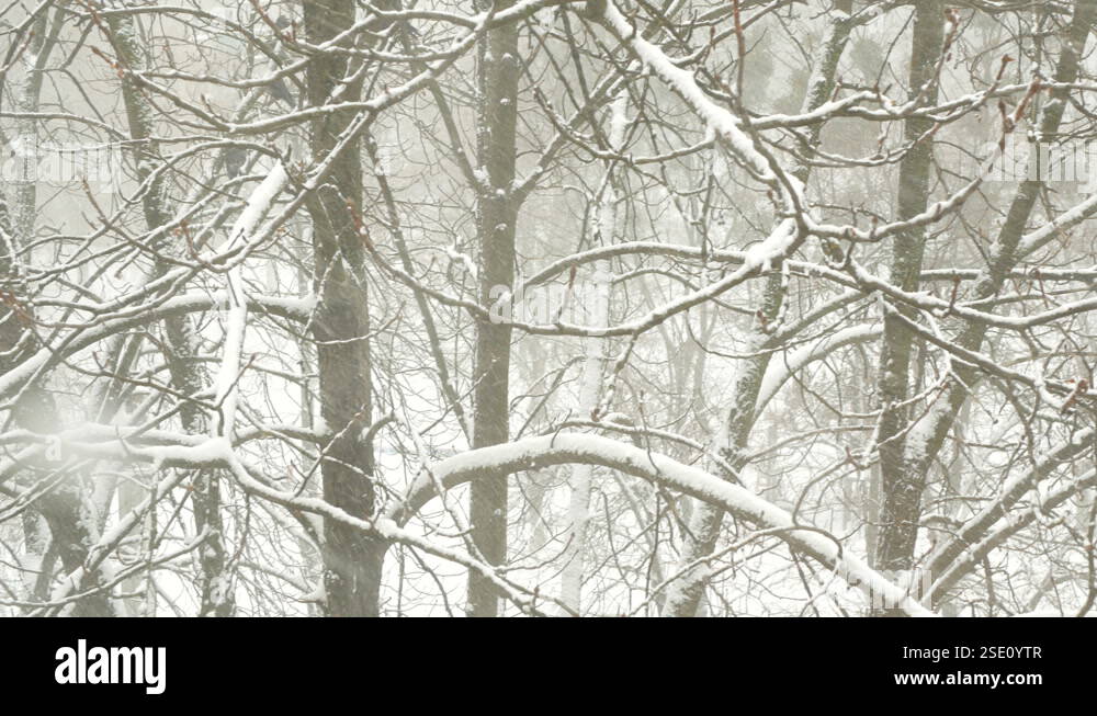 Crows sit on a tree in heavy snow. View of snow-covered trees and black ...