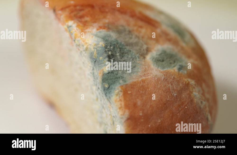Old spoiled white bread with growth of ugly mold on its surface Stock ...