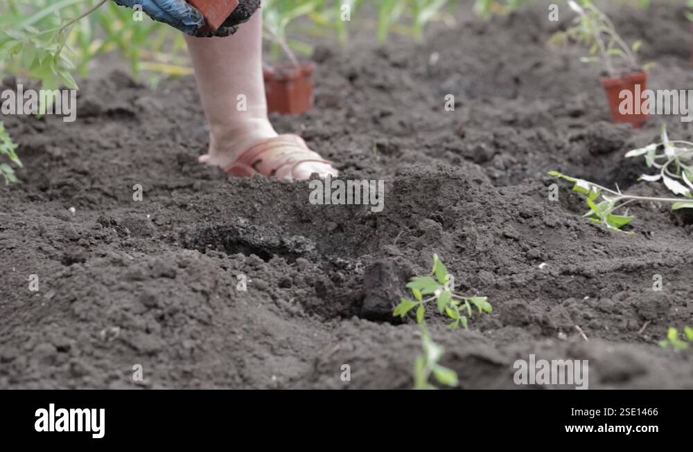 Season planting young seedling vegetable culture tomato hands in ground ...