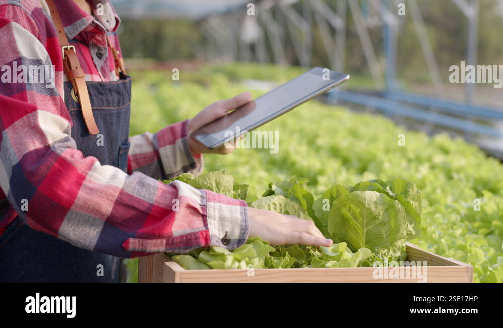 Hand of young farmer woman is using a tablet to check the Organic ...