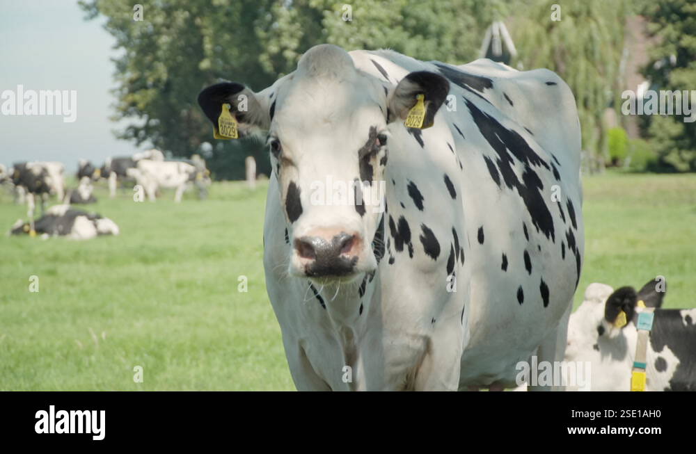 Poor White Cattle in Crowded Animal Farm, Staying as a Captive with a ...