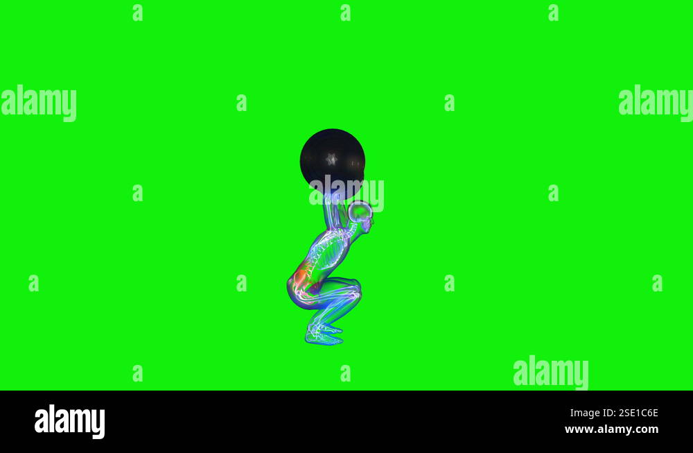 Athlete X-Ray Exercising Heavy Weight Squat, Seamless Loop, Green Screen Chromak Stock Video ...