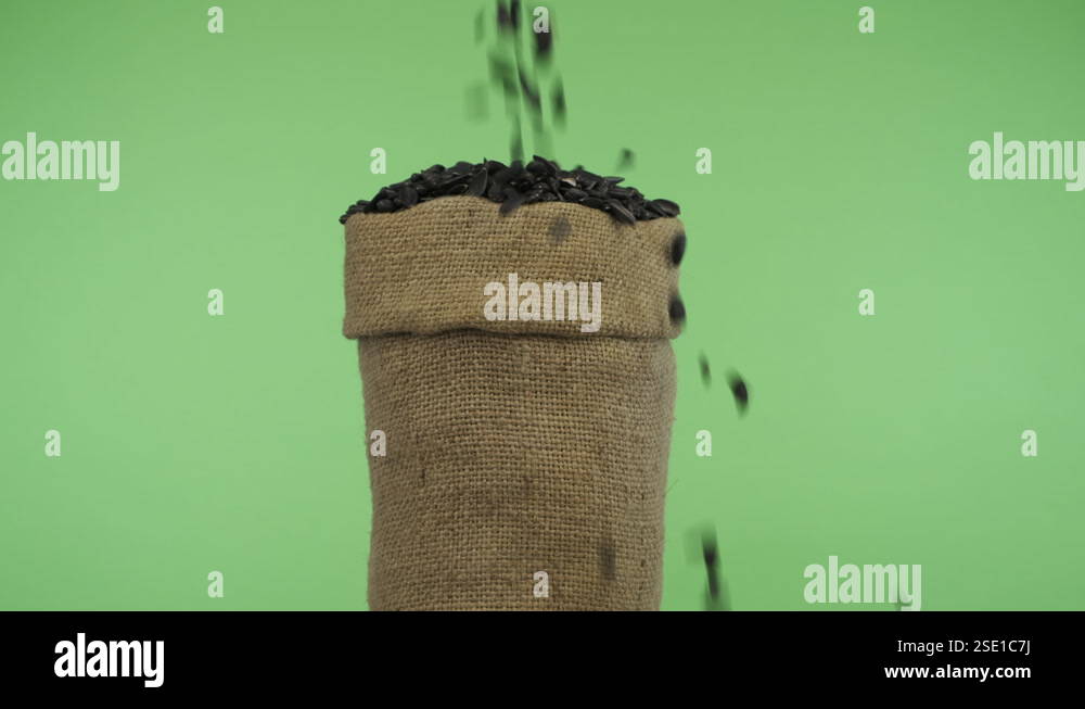 Slow motion. Rotation of an overflowing sack of sunflower grain. Seeds ...