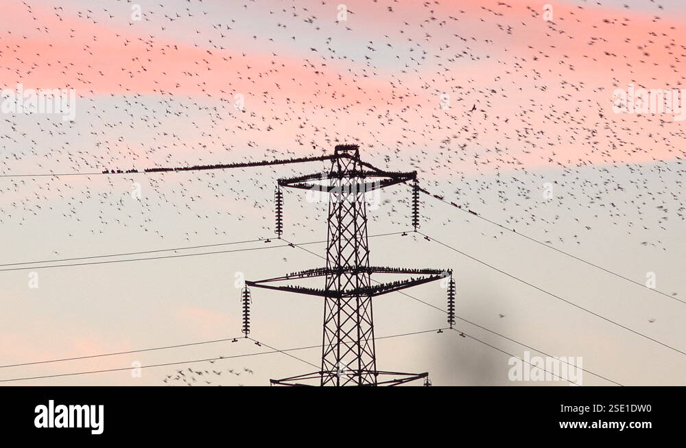 Pylon power station and birds flying in large flock on migration ...