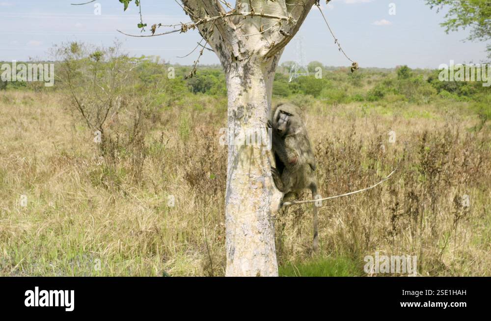 Sleepy Baboon climbs tree after rescue by Ugandan Animal Conservation ...