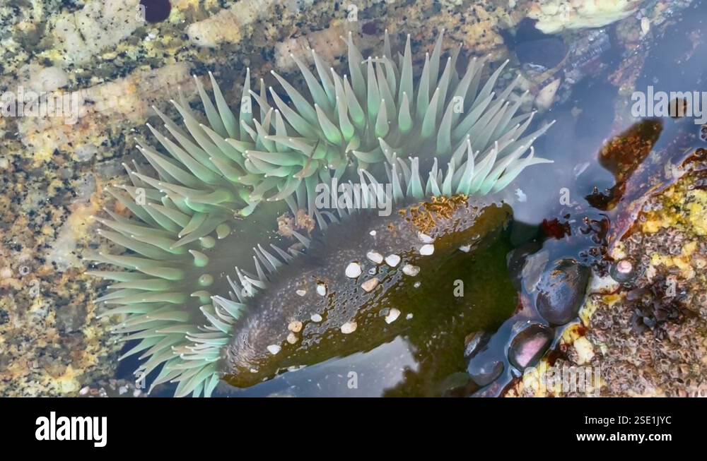 Underwater SEA ANEMONE. Looks like a Venus fly trap Stock Video Footage ...