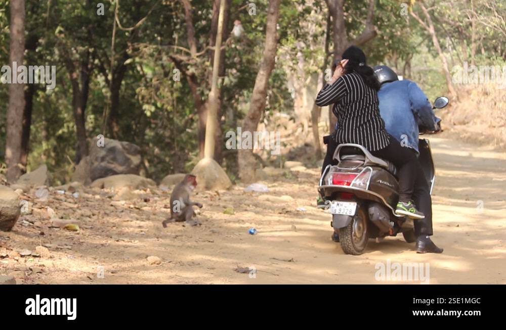Two Indian tourists giving food to monkeys and throwing trash in jungle ...