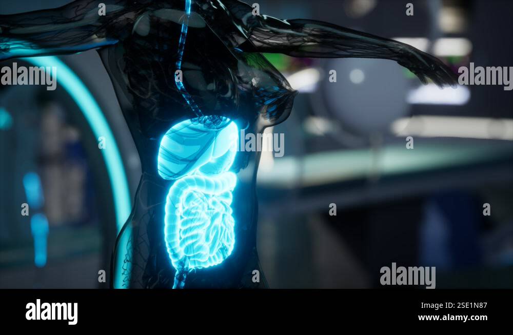 human digestive system anatomy exam in laboratory Stock Video Footage ...