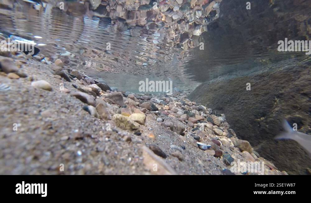Shad fish Stock Videos & Footage - HD and 4K Video Clips - Alamy