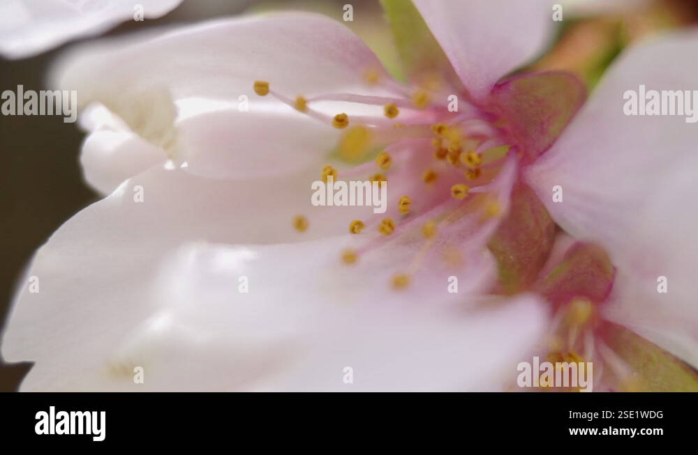 Blossom pollen Stock Videos & Footage - HD and 4K Video Clips - Alamy