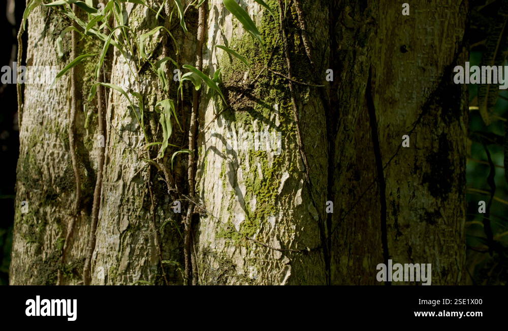 Ancient tree species Stock Videos & Footage - HD and 4K Video Clips - Alamy