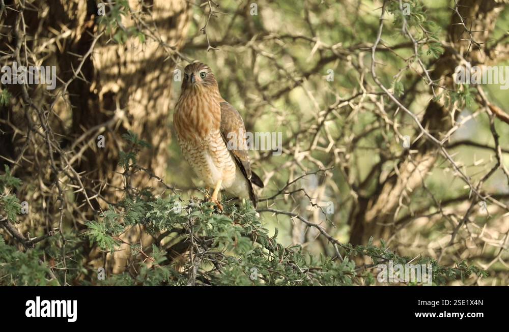 Wide shot showing a juvenile Gabar Goshawk blends in perfectly with his Stock Video Footage - Alamy