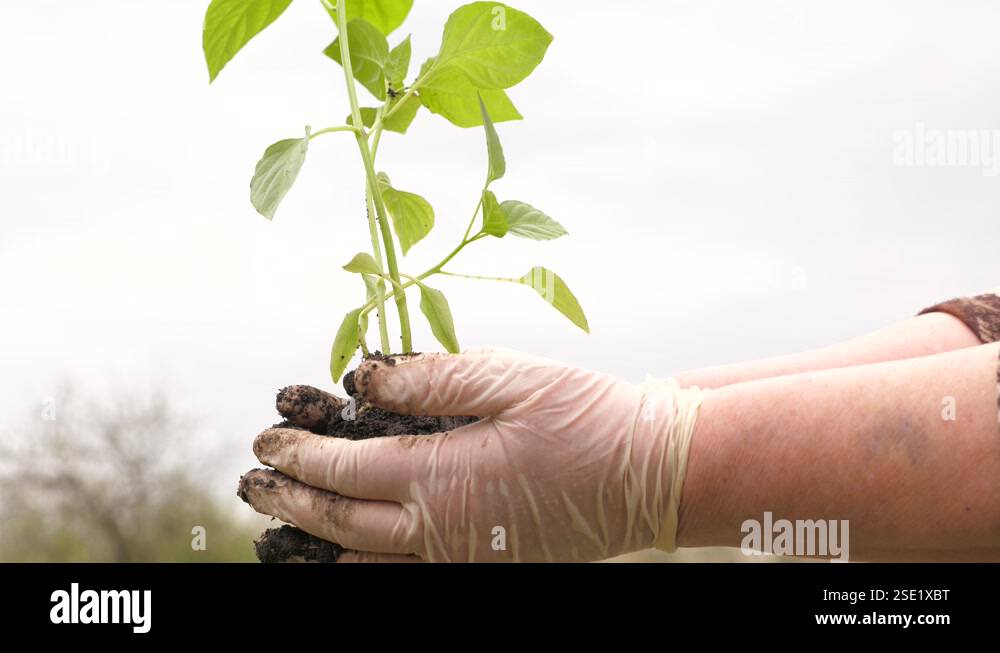 On plantation, gardener's gloved hands hold green seedling in palms of ...